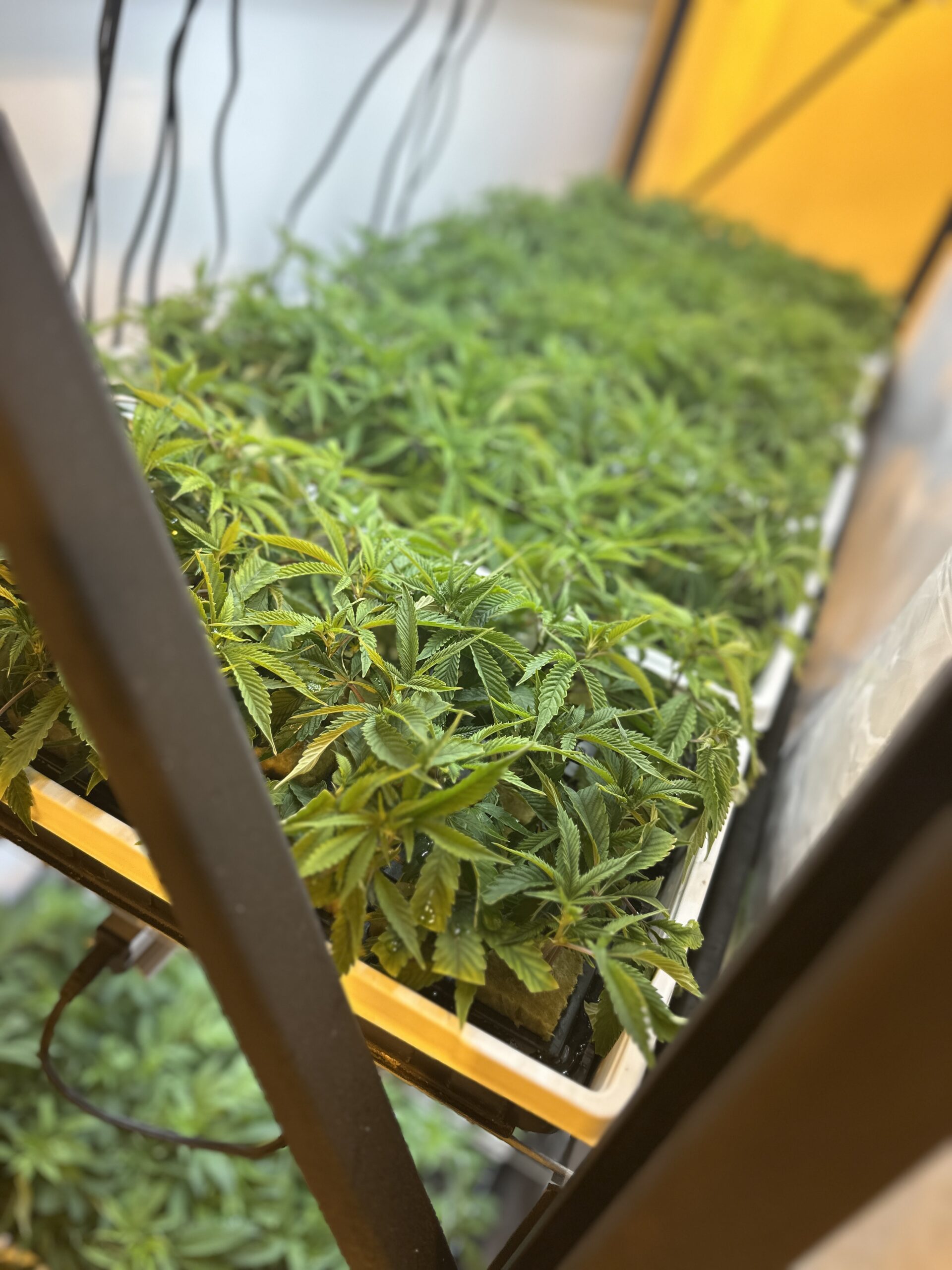 Bud & Nectar Inc. / Legal Cannabis Facility / Beausejour / Manitoba